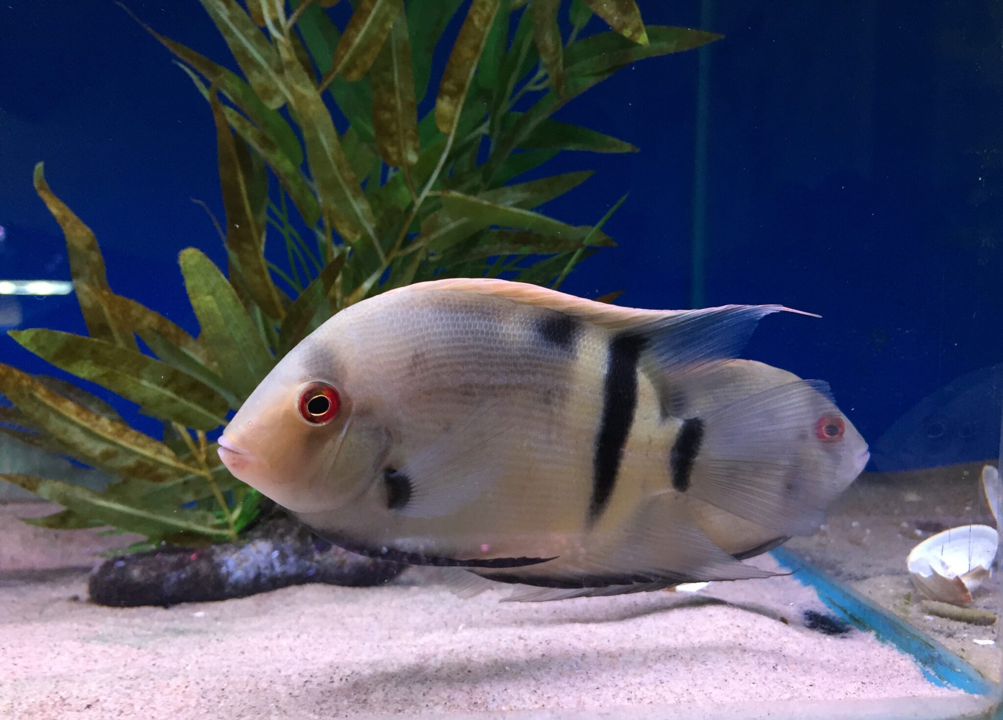 los mejores peces de latino america – peces ornamentales de alta calidad